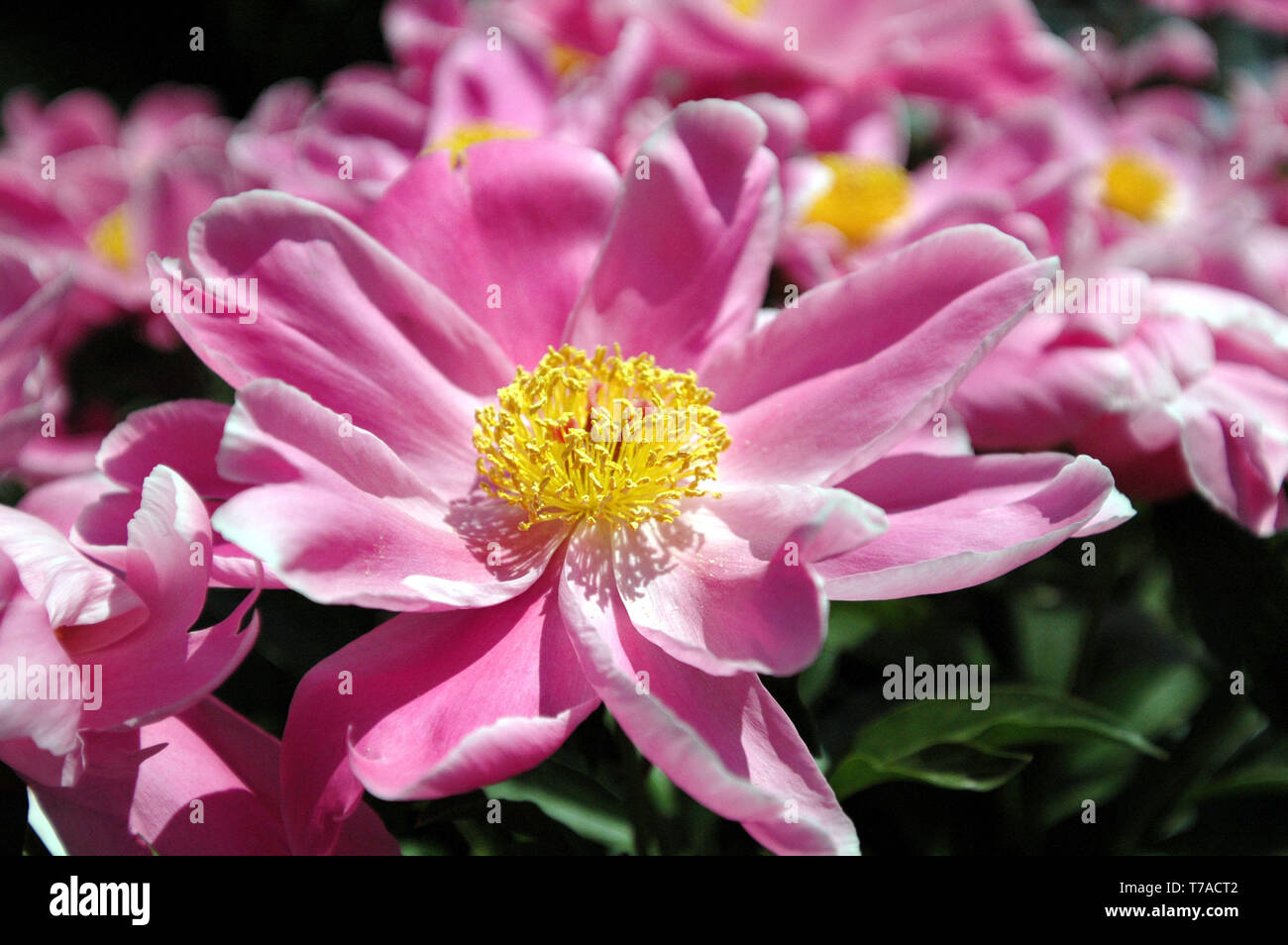 Paeonia lactiflora Pall Stock Photo - Alamy