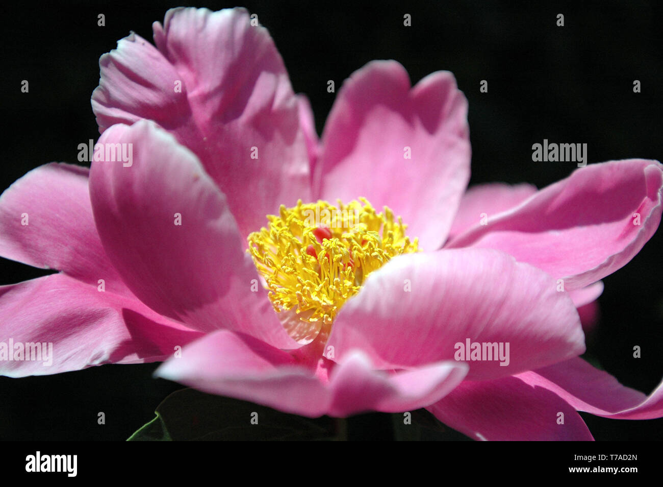 Paeonia lactiflora Pall Stock Photo - Alamy
