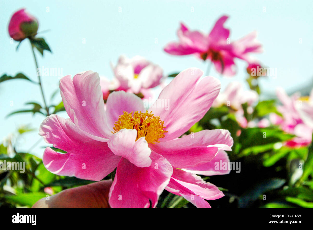 Paeonia lactiflora Pall Stock Photo - Alamy