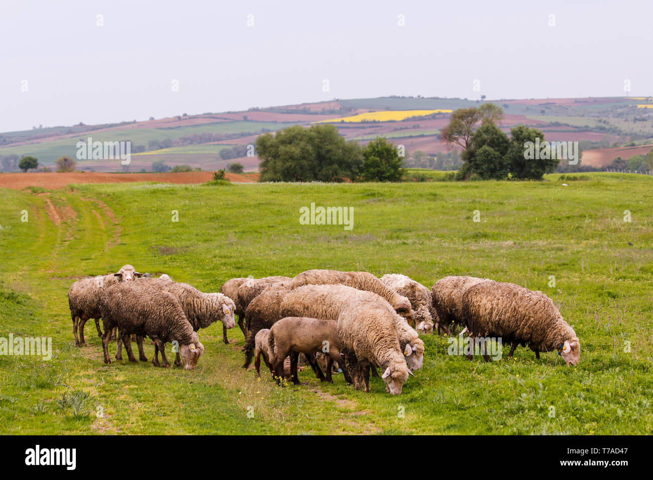 Hobbiton sheep hi-res stock photography and images - Alamy