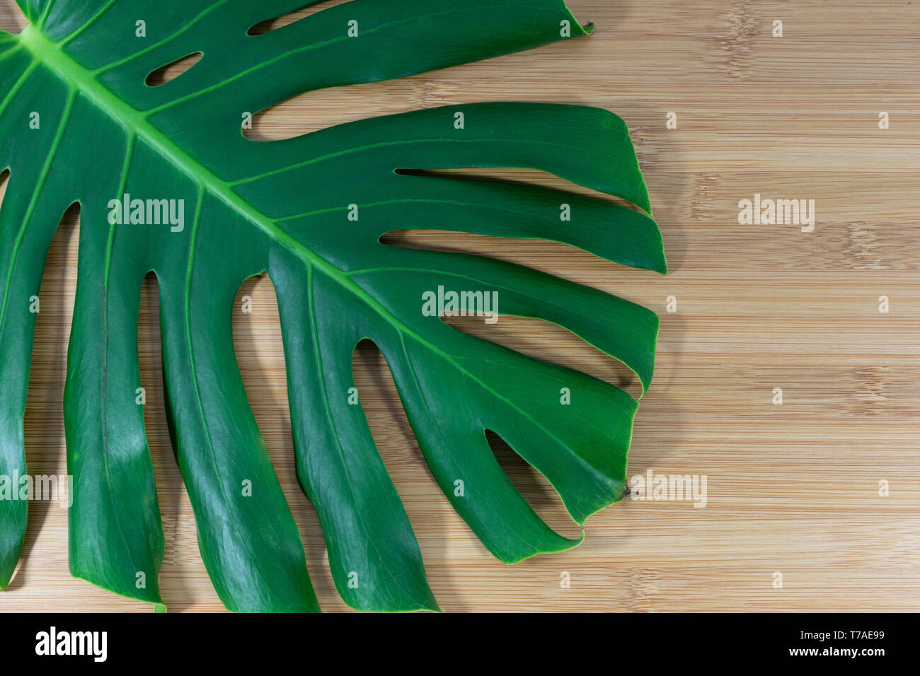 Monstera Deliciosa leaf set on a minimal bamboo wooden background, deep ...