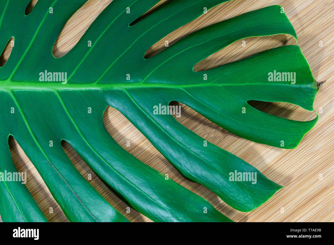 Monstera Deliciosa leaf set on a minimal bamboo wooden background, deep ...