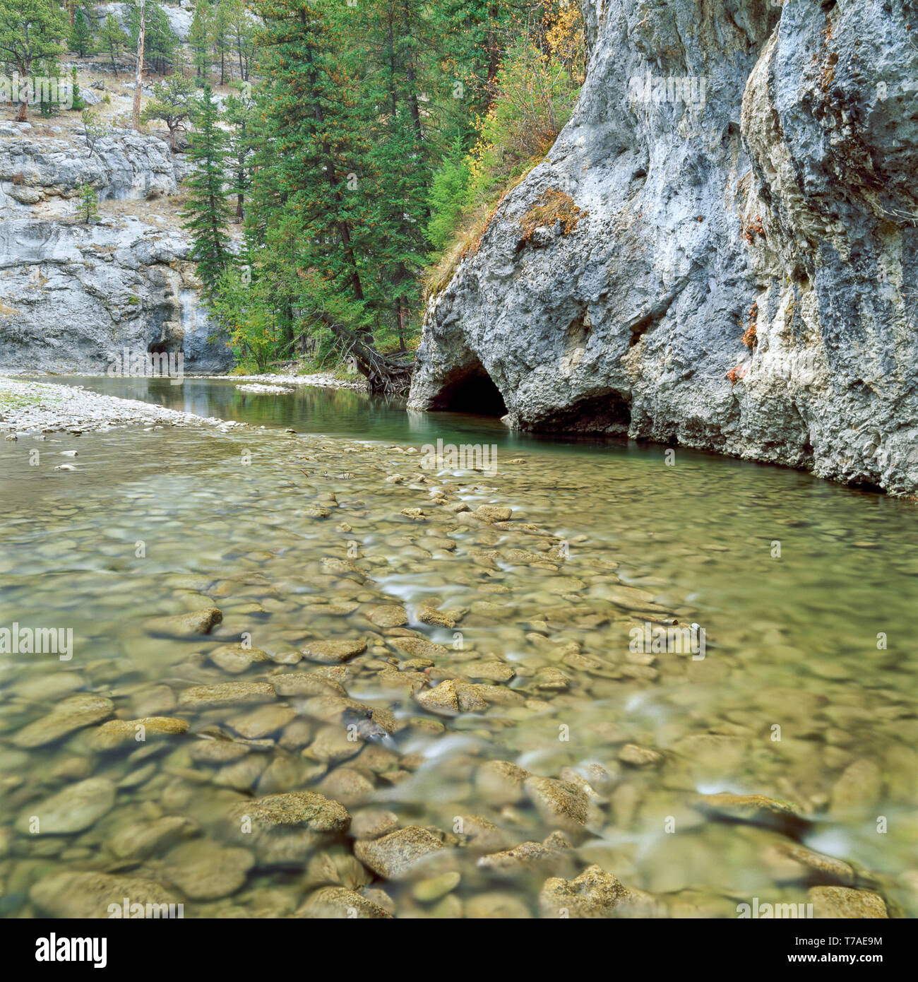 middle fork judith river in a canyon of the little belt mountains near ...