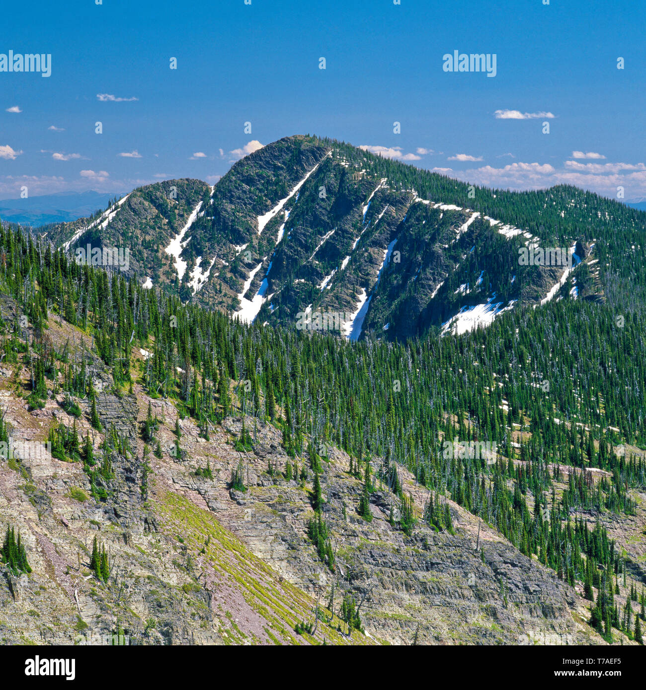 mosquito peak in the rattlesnake wilderness near missoula, montana ...