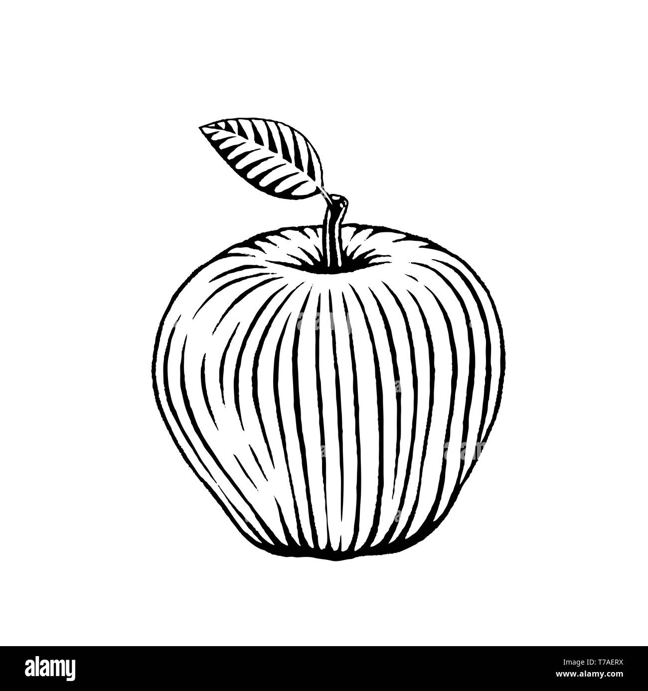 Apple clipart Black and White Stock Photos & Images - Alamy
