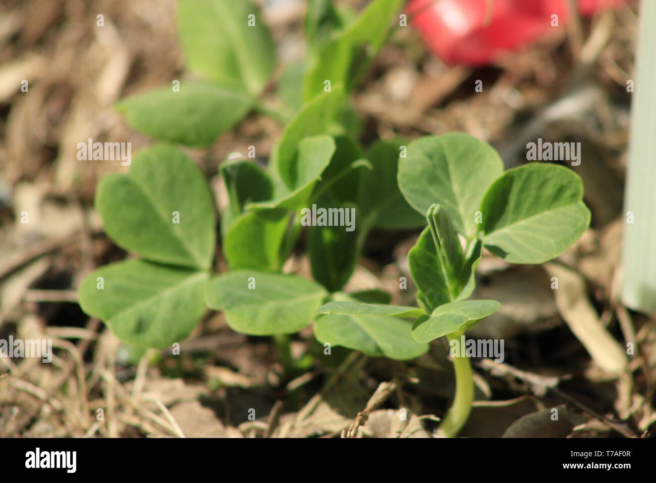 Snow pea sprouts growing at a vegetable garden Stock Photo - Alamy