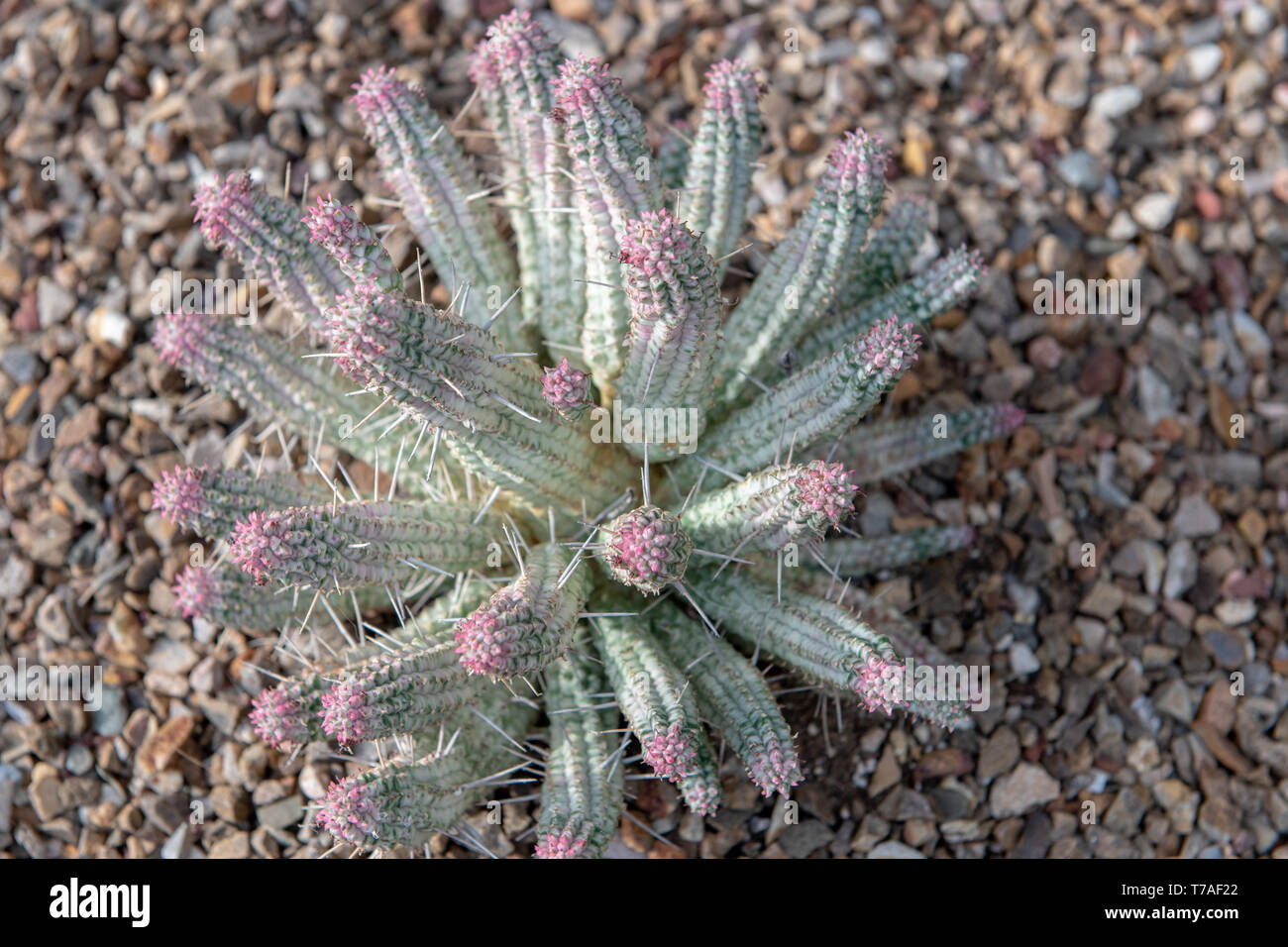 Indian corn cob cactus hi-res stock photography and images - Alamy