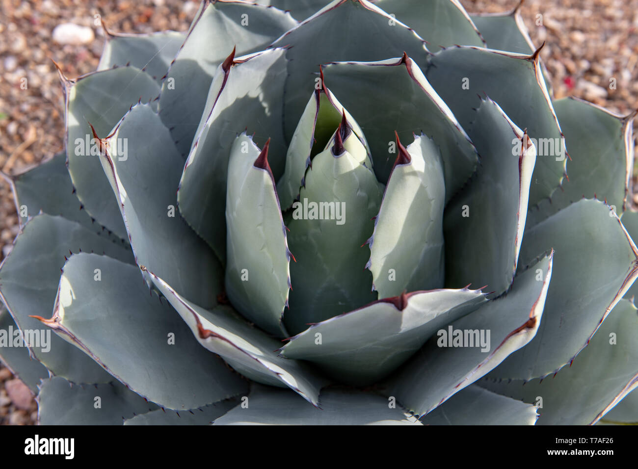 Black-spined agave (Agave macroacantha) growing in Tucson, Arizona, USA ...