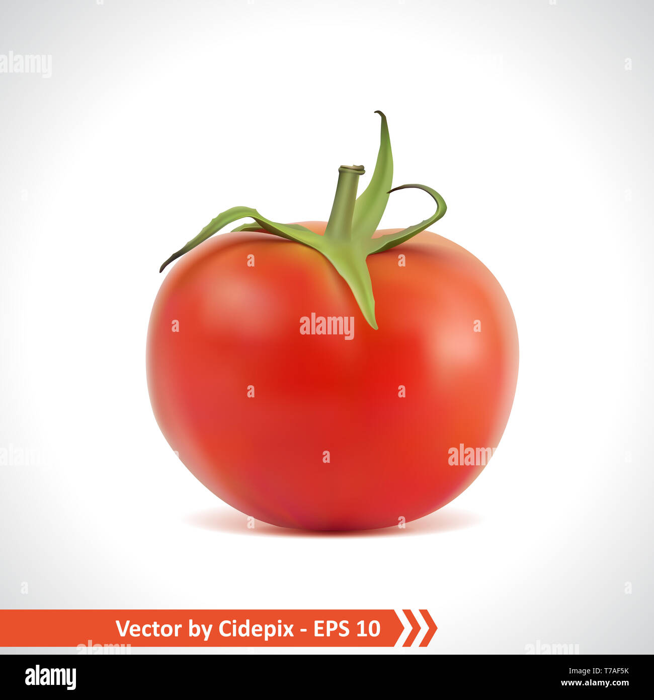 Gradient Mesh Vector Illustration of a Photo Realistic Red Tomato Stock ...