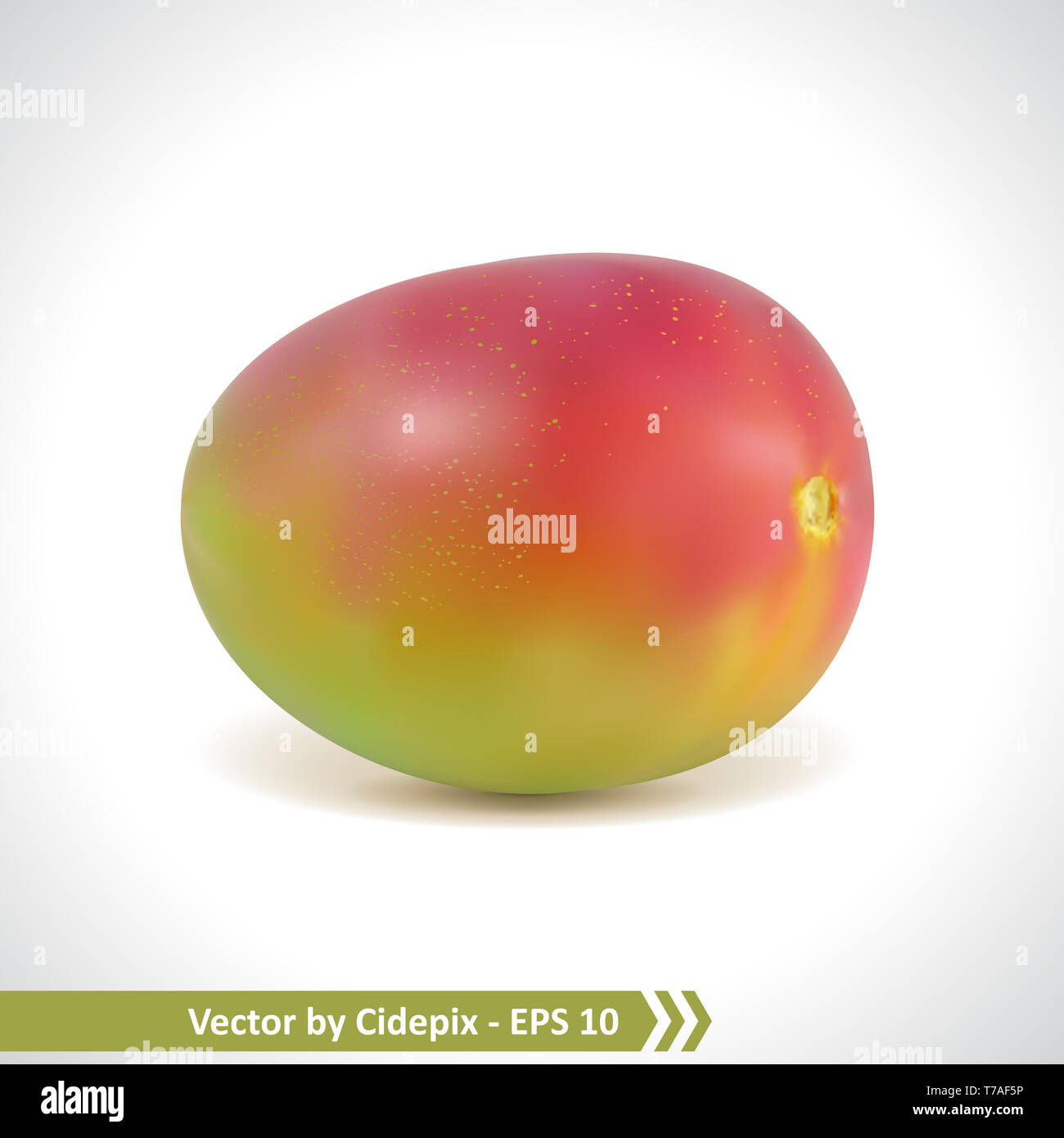 Gradient Mesh Vector Illustration of a Photo Realistic Mango Fruit ...