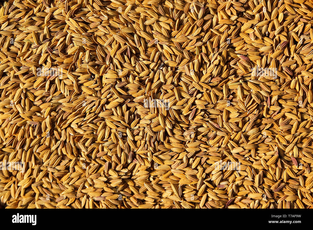 photo of uncooked white rice as background Stock Photo - Alamy