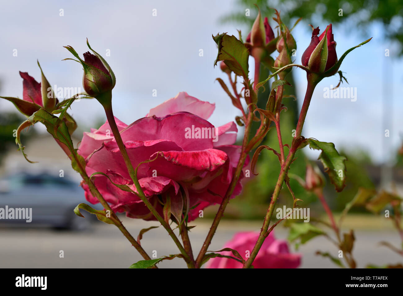 Colorful Spring Roses Stock Photo - Alamy