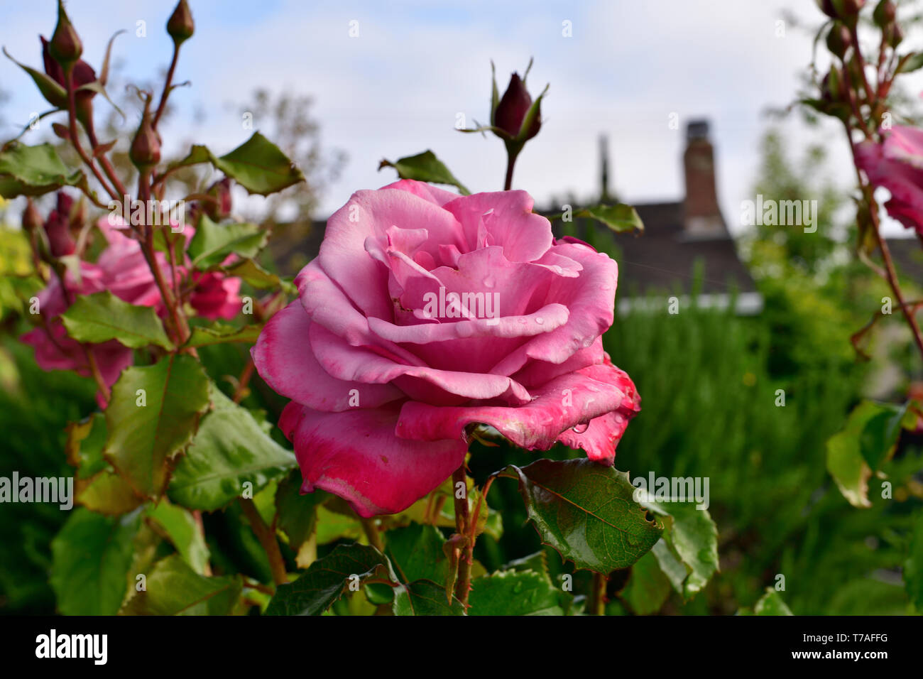 Colorful Spring Roses Stock Photo - Alamy