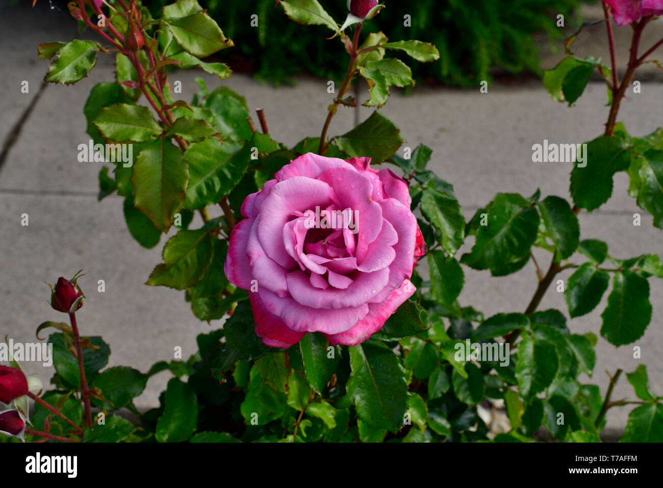 Colorful Spring Roses Stock Photo - Alamy