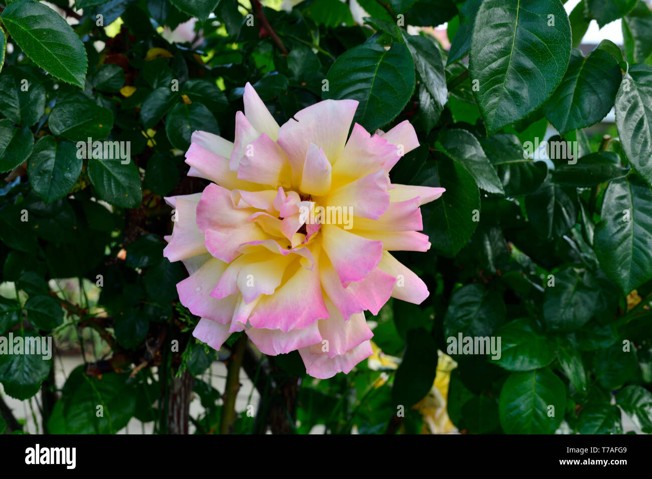 Colorful Spring Roses Stock Photo - Alamy