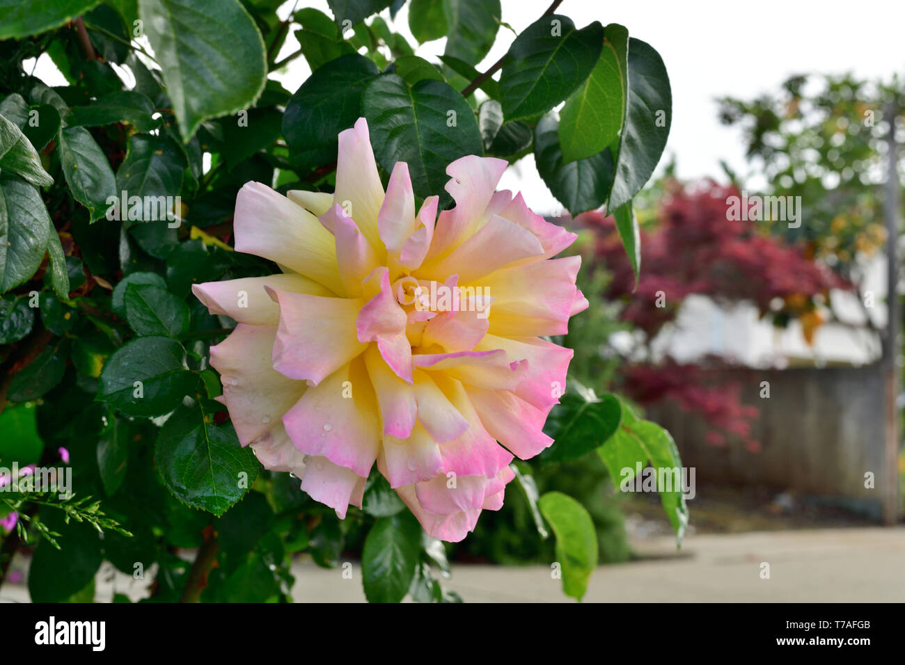 Colorful Spring Roses Stock Photo - Alamy