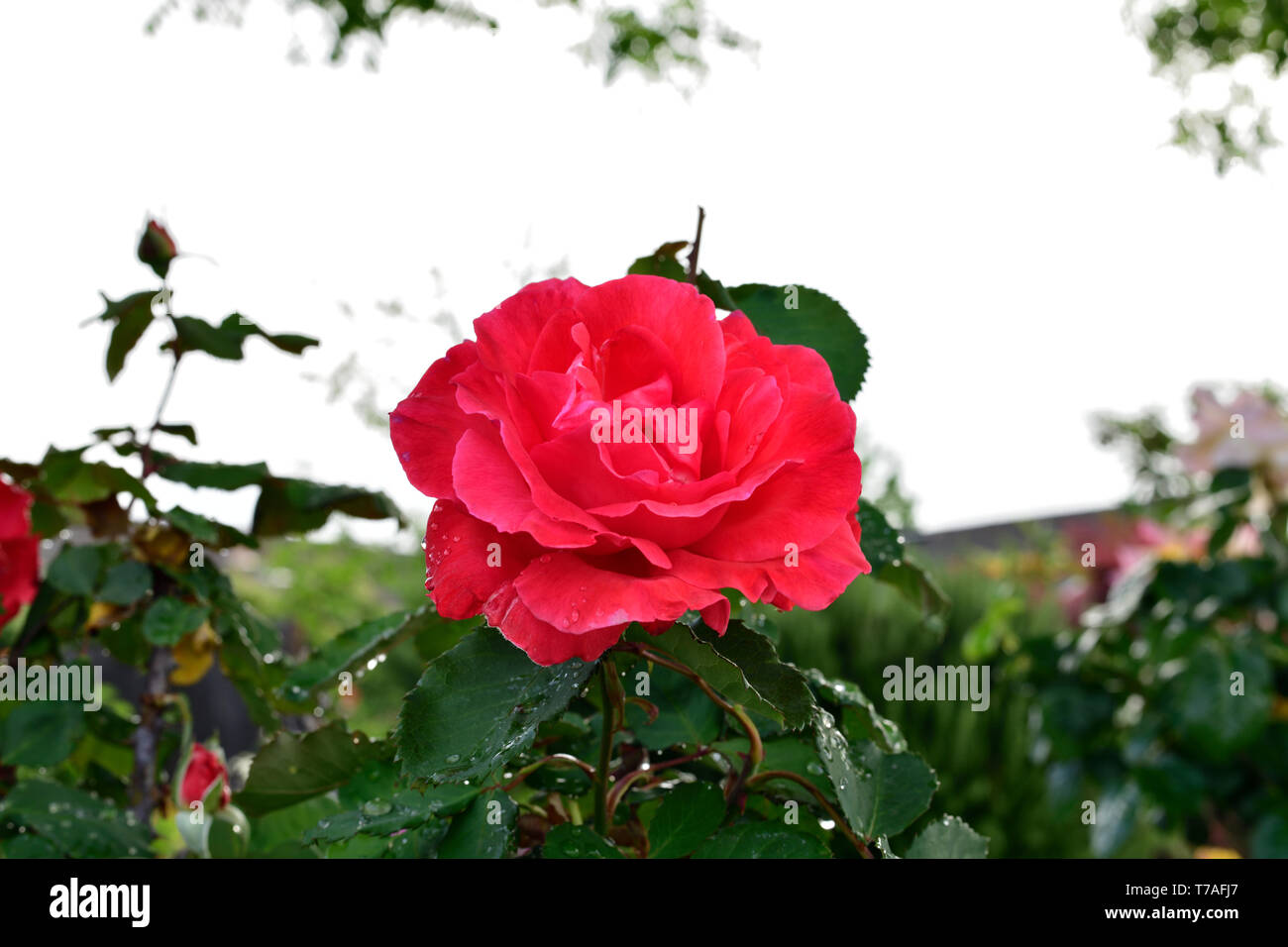 Colorful Spring Roses Stock Photo - Alamy