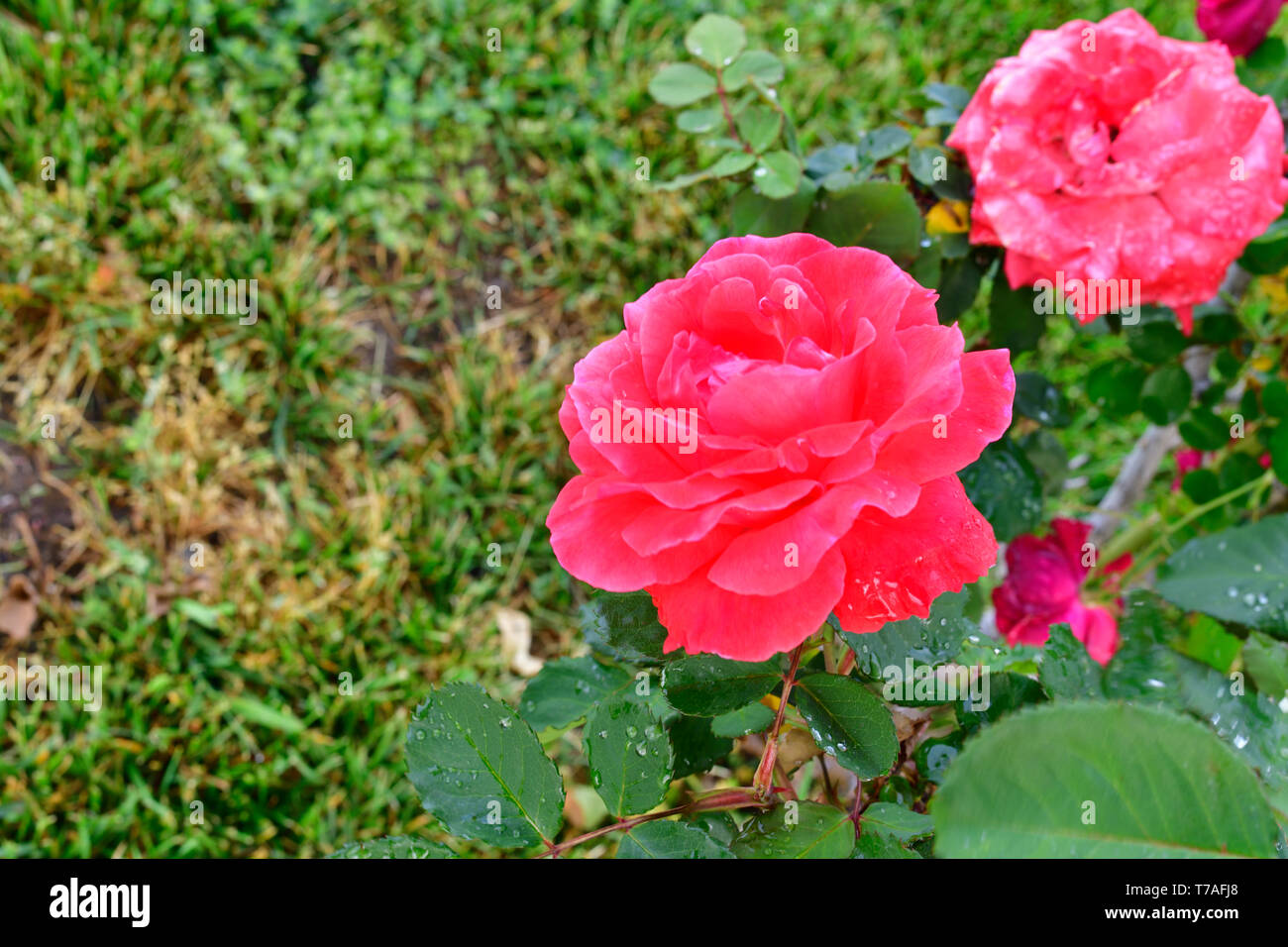 Colorful Spring Roses Stock Photo - Alamy
