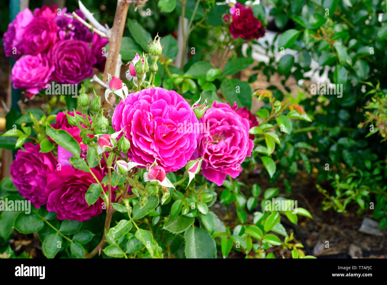 Colorful Spring Roses Stock Photo - Alamy
