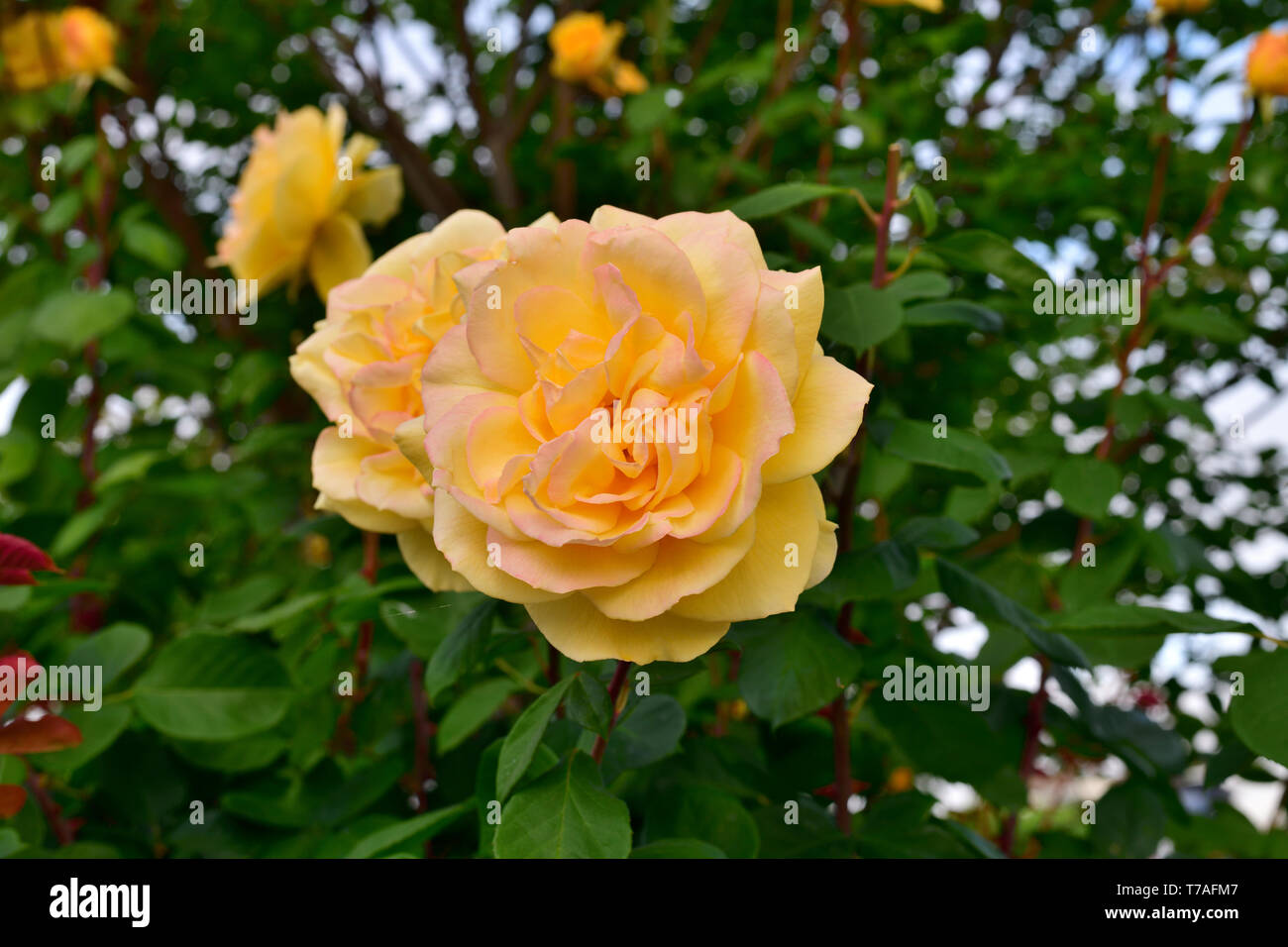 Colorful Spring Roses Stock Photo - Alamy