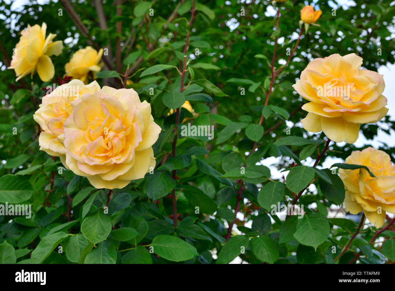 Colorful Spring Roses Stock Photo - Alamy