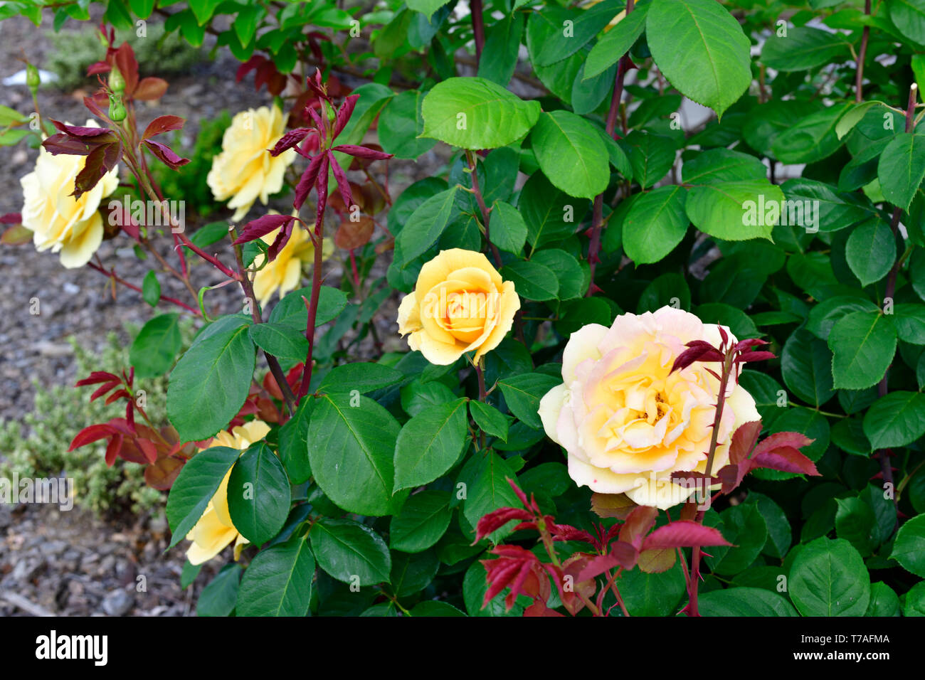 Colorful Spring Roses Stock Photo - Alamy