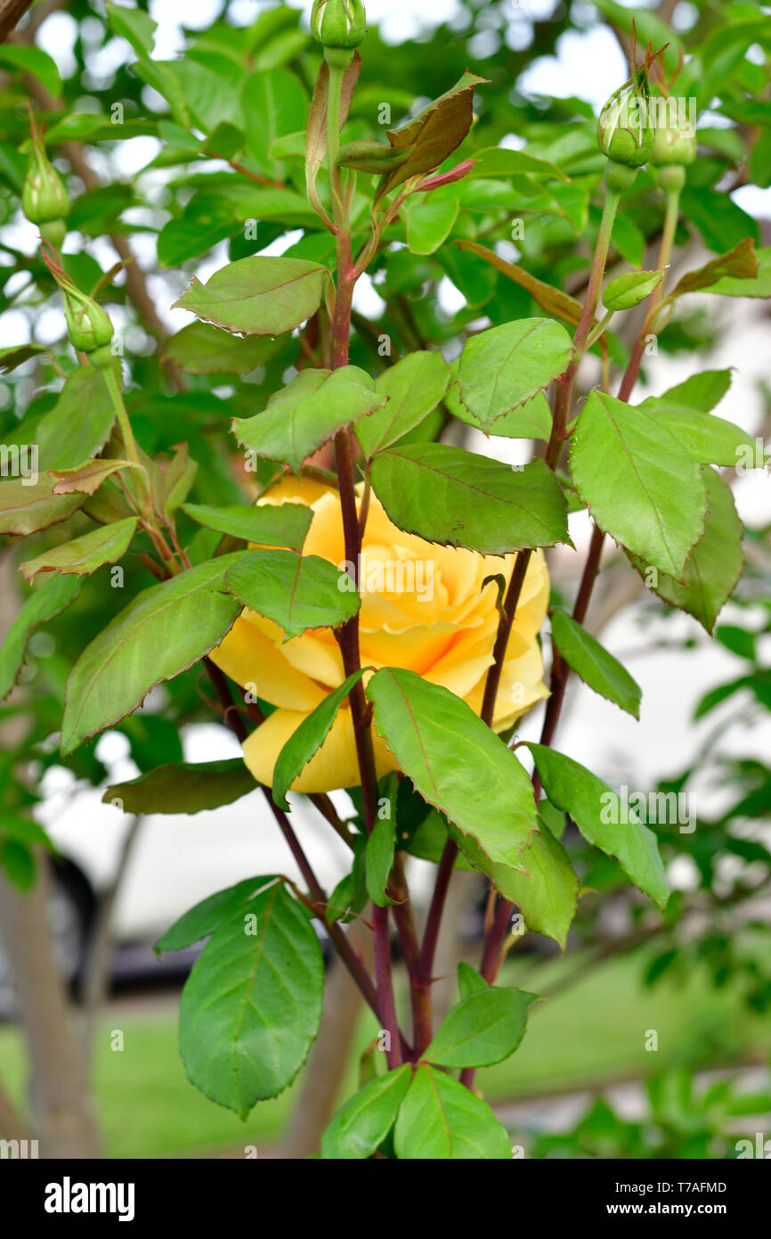 Colorful Spring Roses Stock Photo - Alamy
