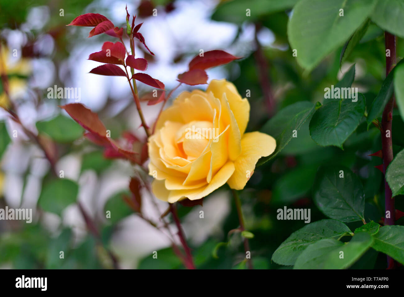 Colorful Spring Roses Stock Photo - Alamy