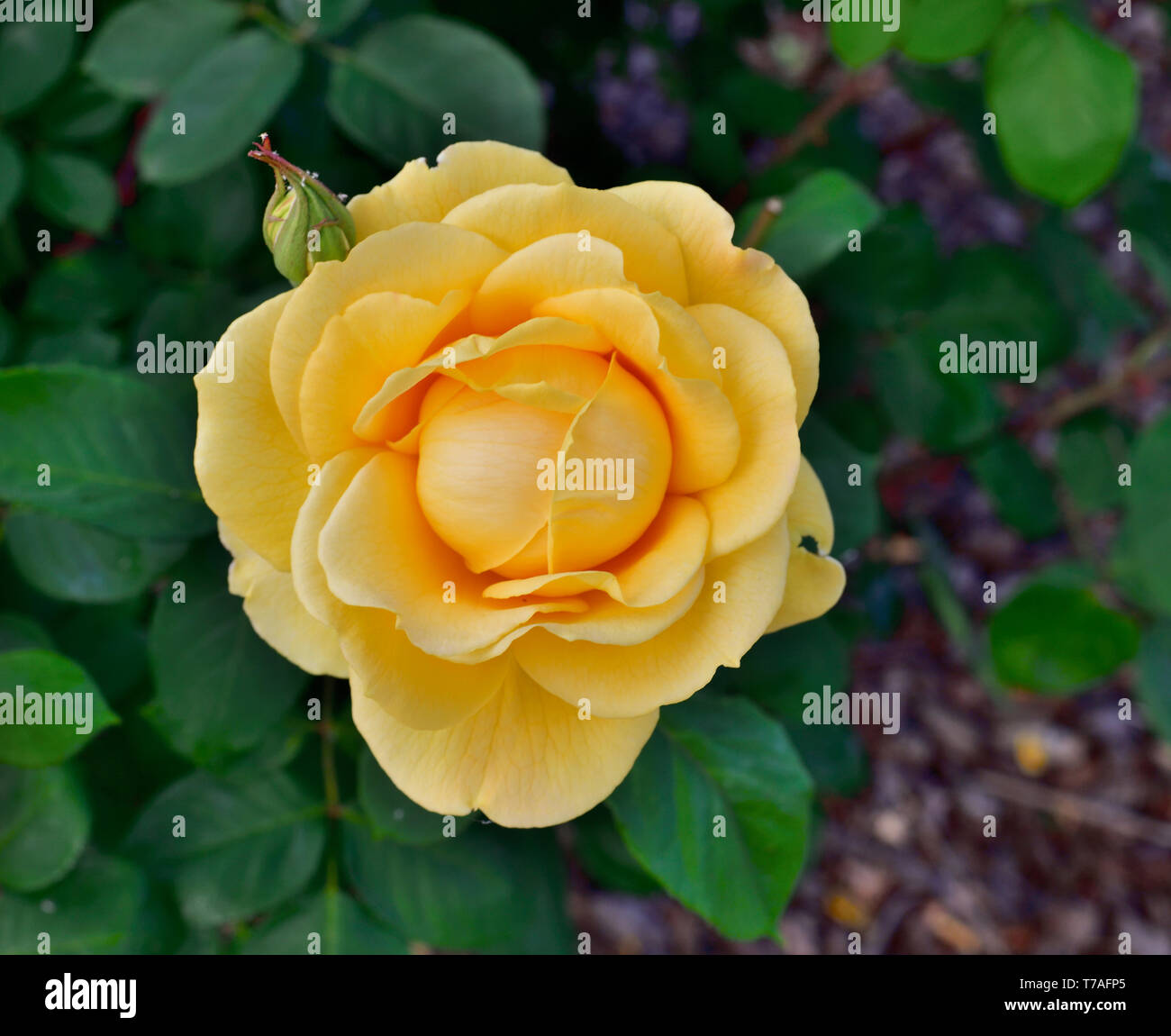 Colorful Spring Roses Stock Photo - Alamy