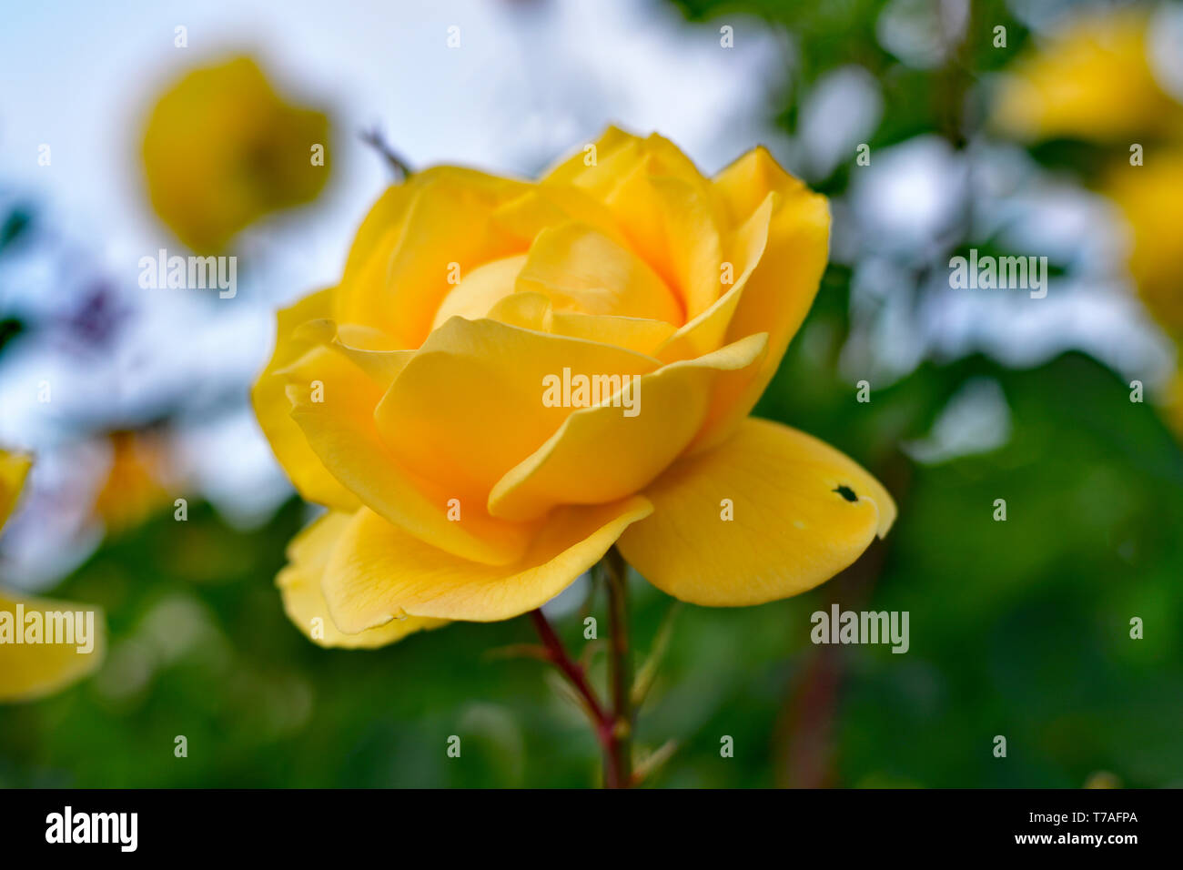 Colorful Spring Roses Stock Photo - Alamy