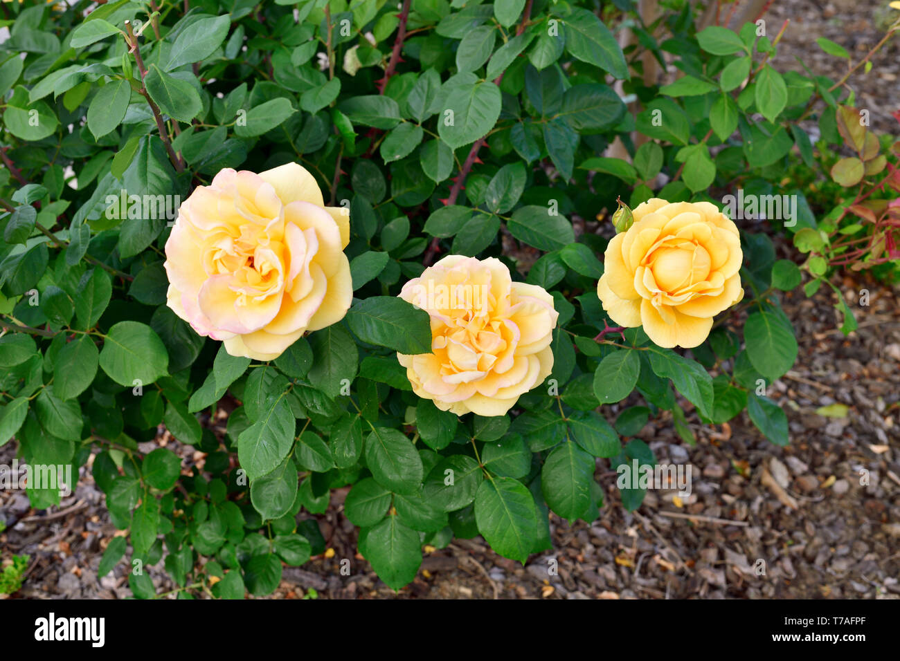 Colorful Spring Roses Stock Photo - Alamy