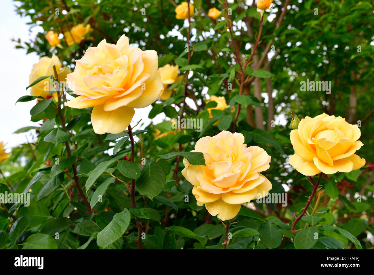 Colorful Spring Roses Stock Photo - Alamy