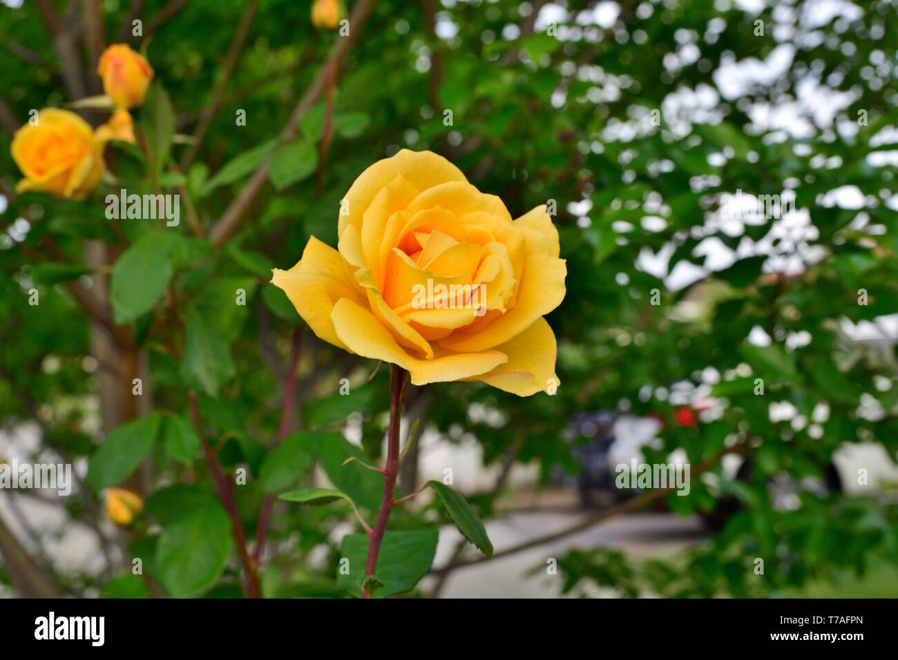 Colorful Spring Roses Stock Photo - Alamy