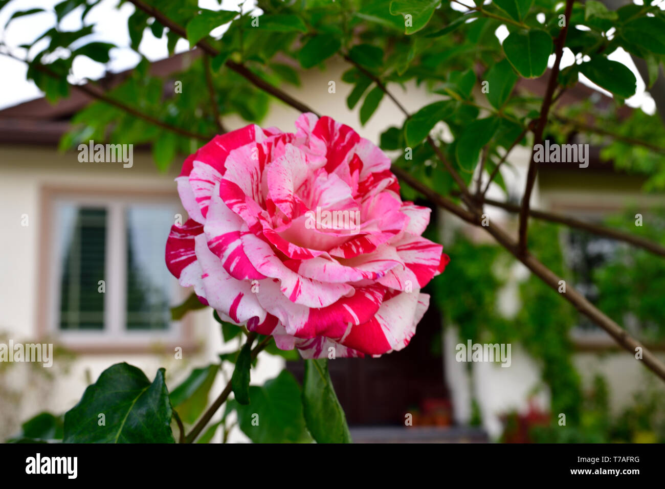 Colorful Spring Roses Stock Photo - Alamy