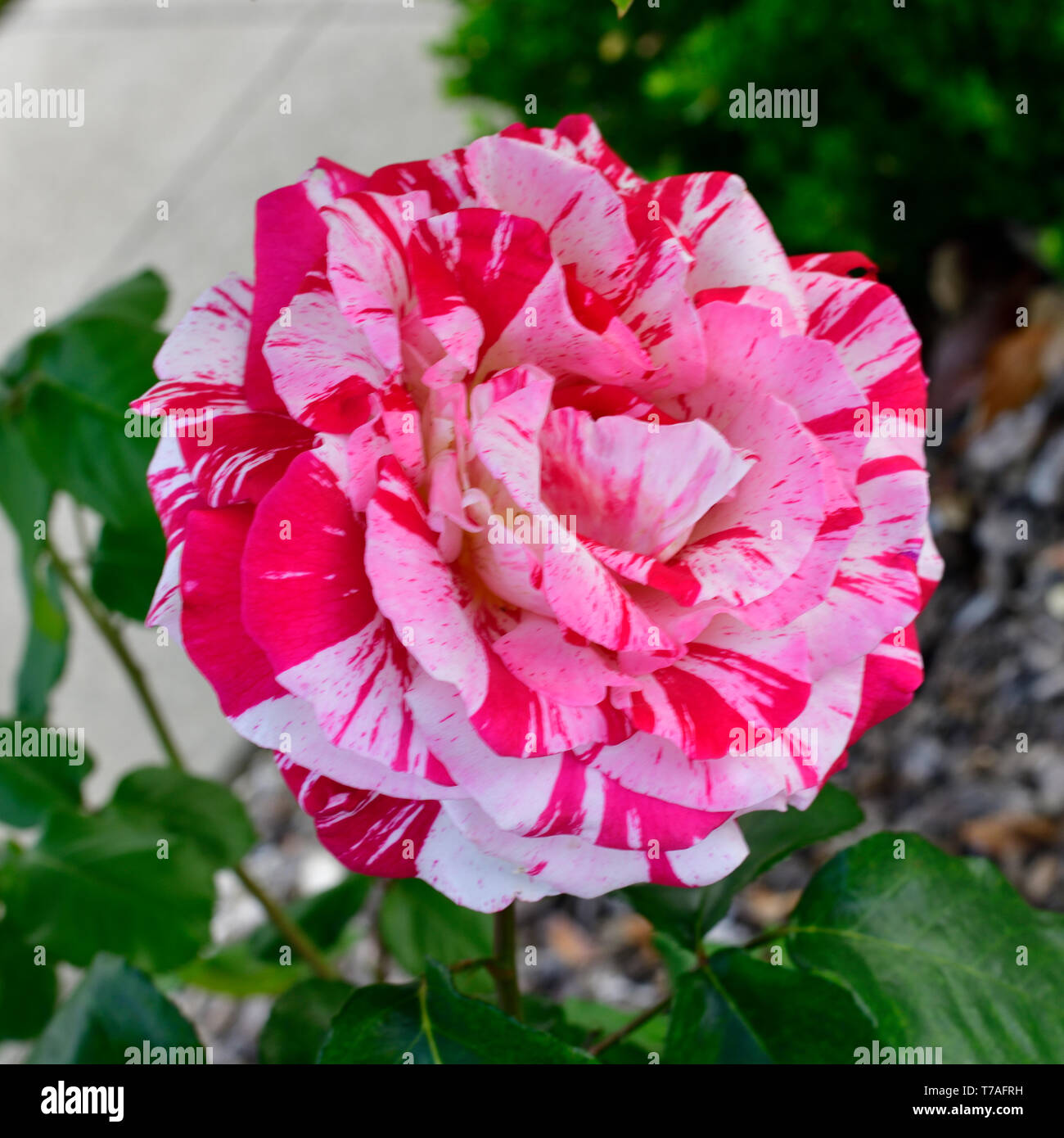 Colorful Spring Roses Stock Photo - Alamy