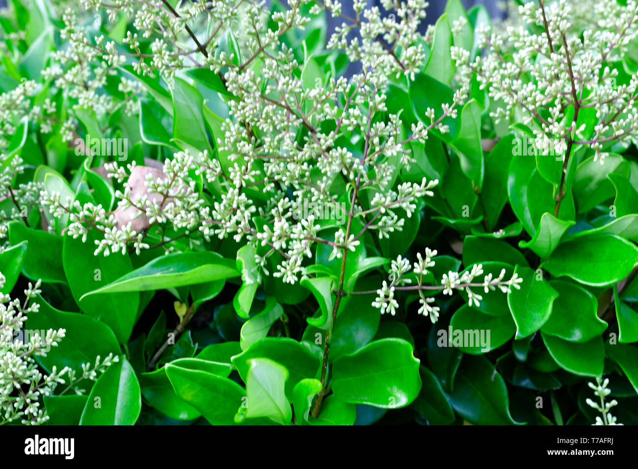 Colorful Spring Roses Stock Photo - Alamy