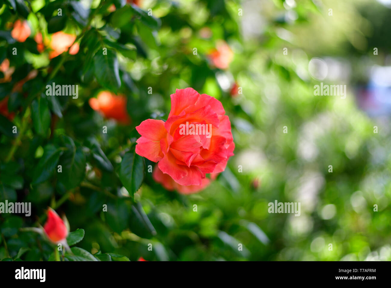 Colorful Spring Roses Stock Photo - Alamy