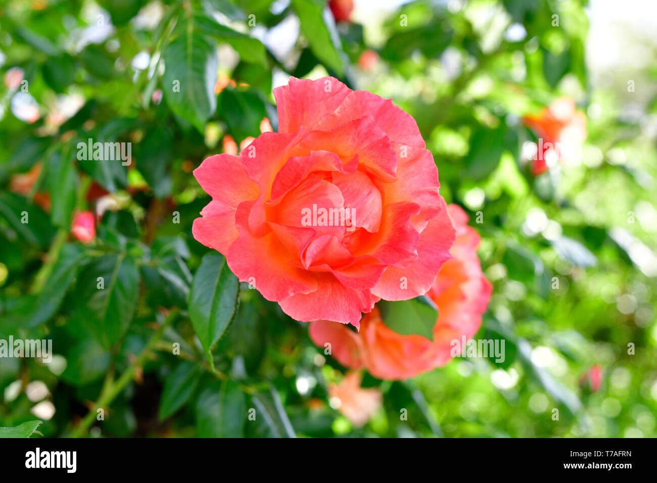 Colorful Spring Roses Stock Photo - Alamy