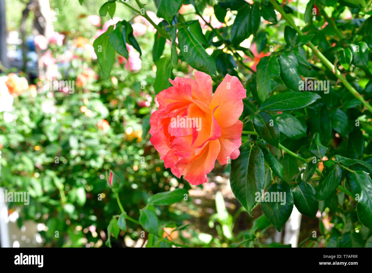 Colorful Spring Roses Stock Photo - Alamy
