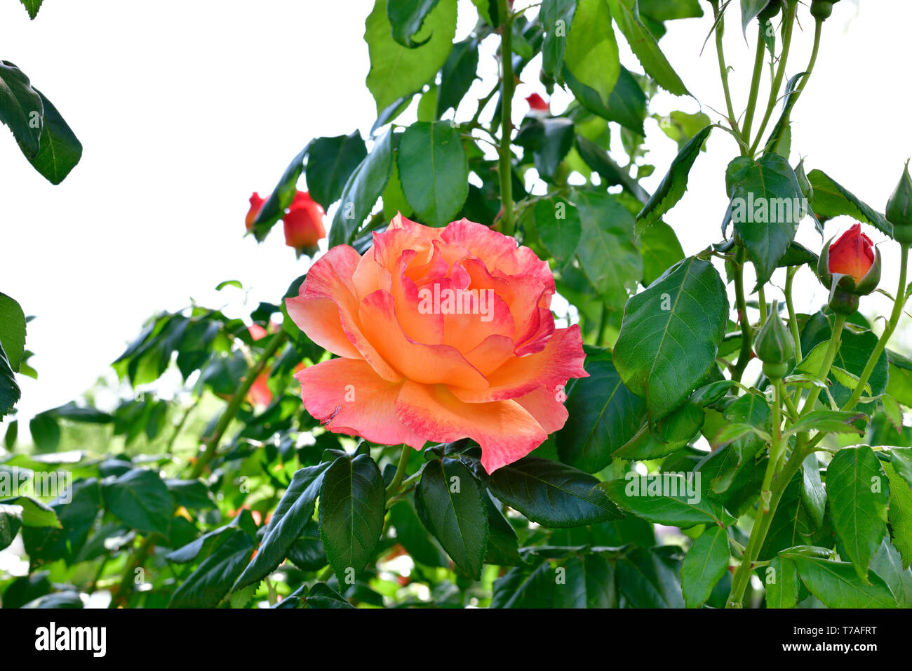 Colorful Spring Roses Stock Photo - Alamy