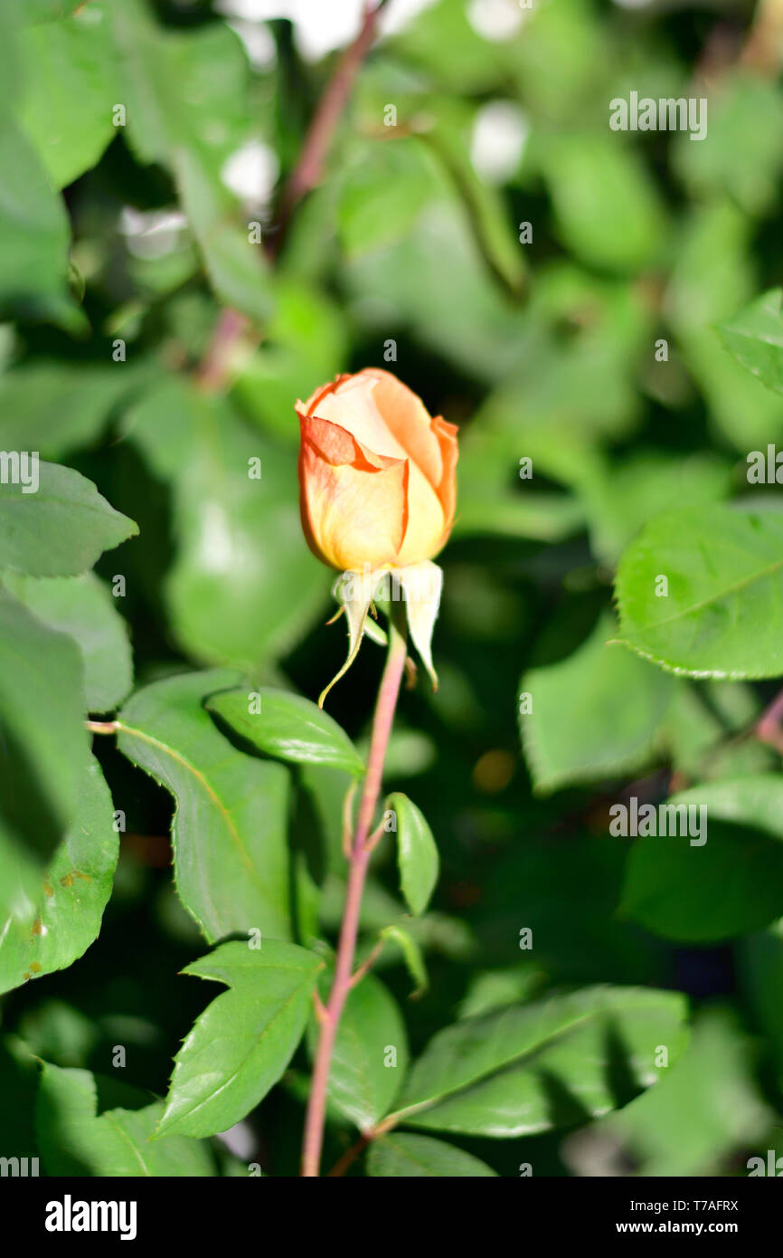 Colorful Spring Roses Stock Photo - Alamy