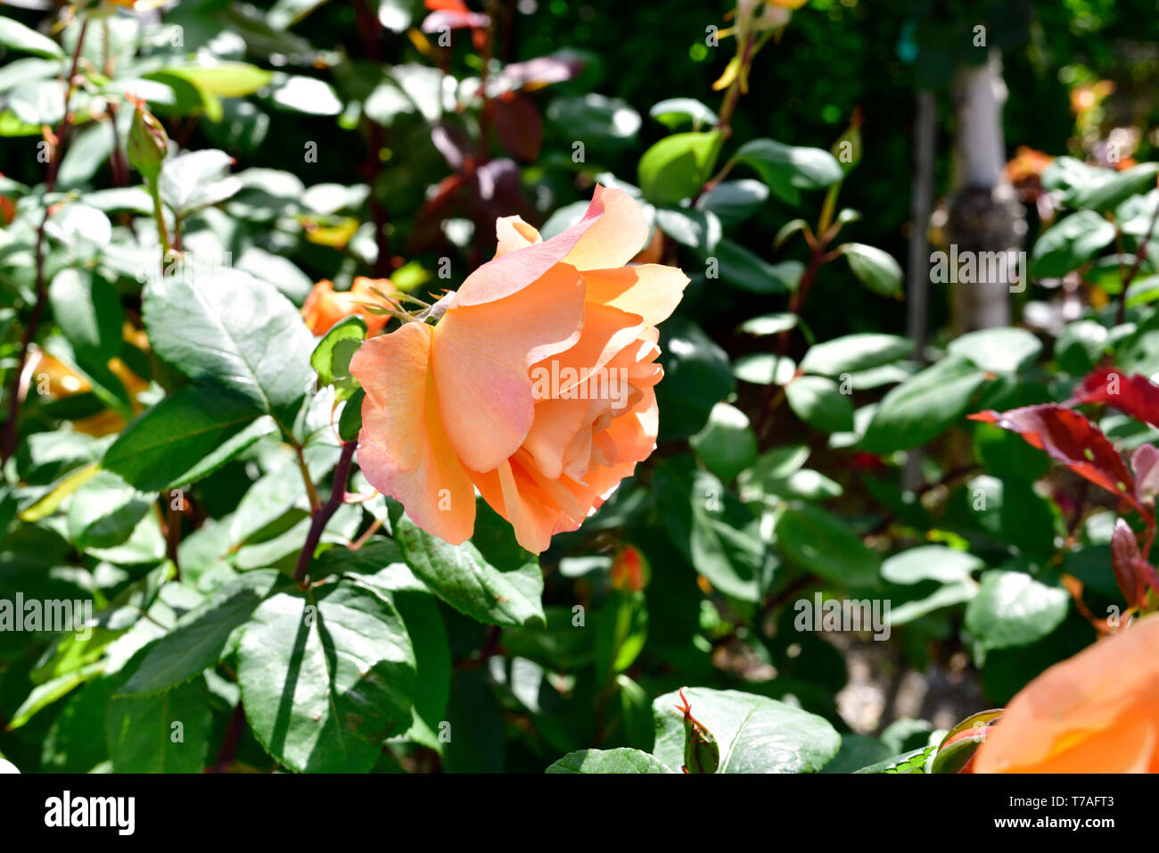 Colorful Spring Roses Stock Photo - Alamy