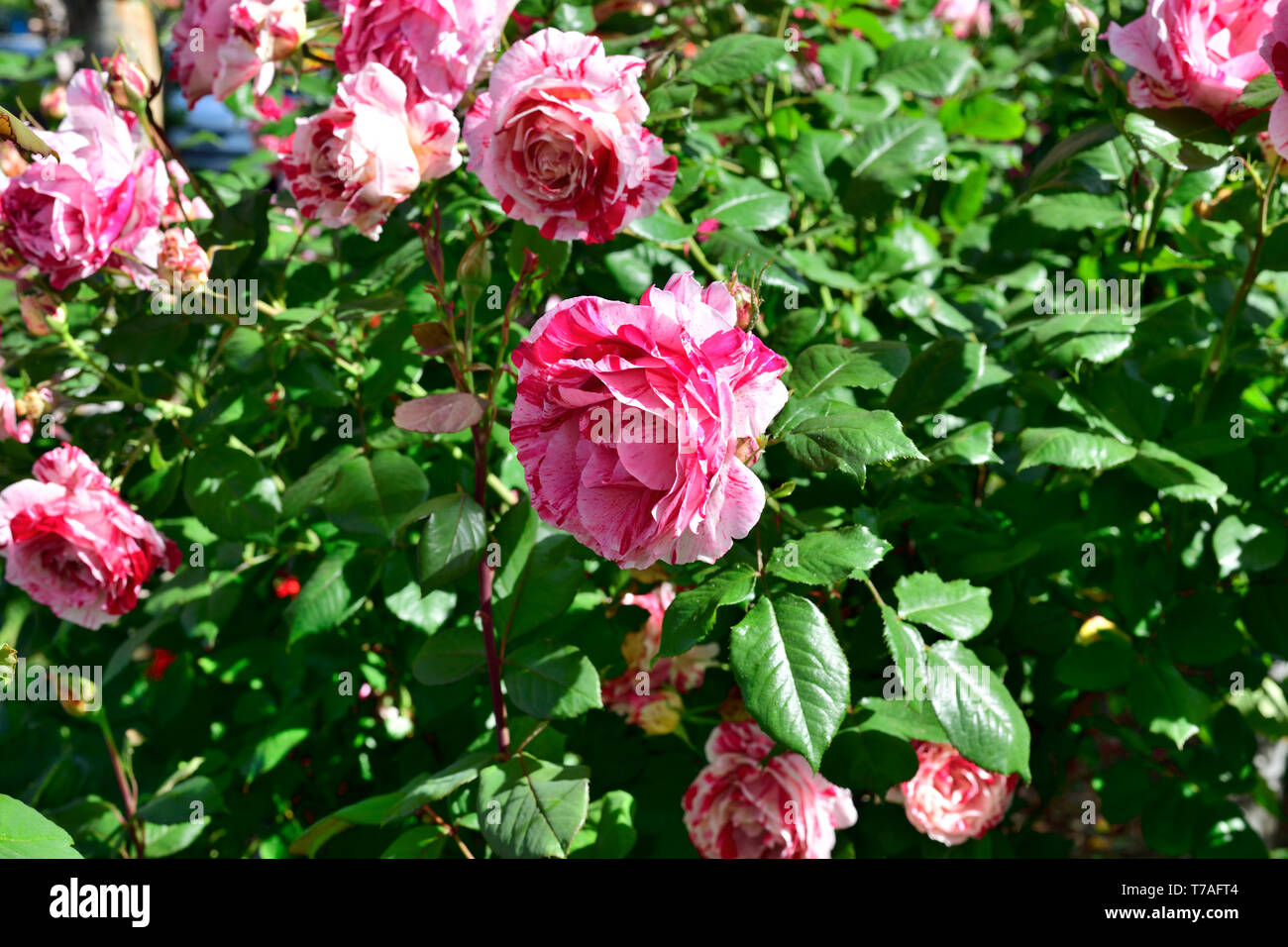 Colorful Spring Roses Stock Photo - Alamy
