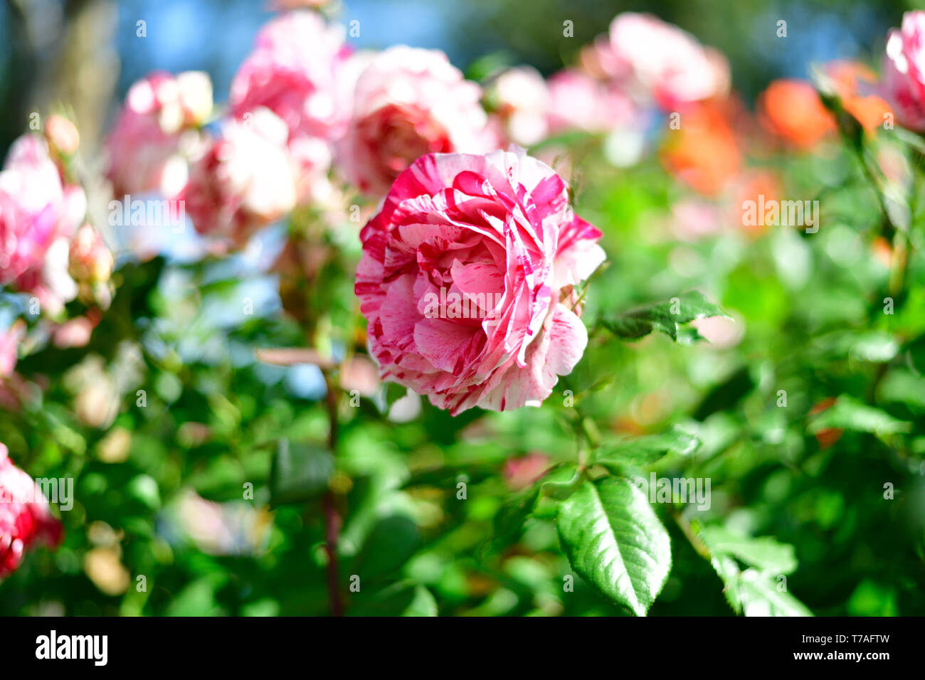 Colorful Spring Roses Stock Photo - Alamy