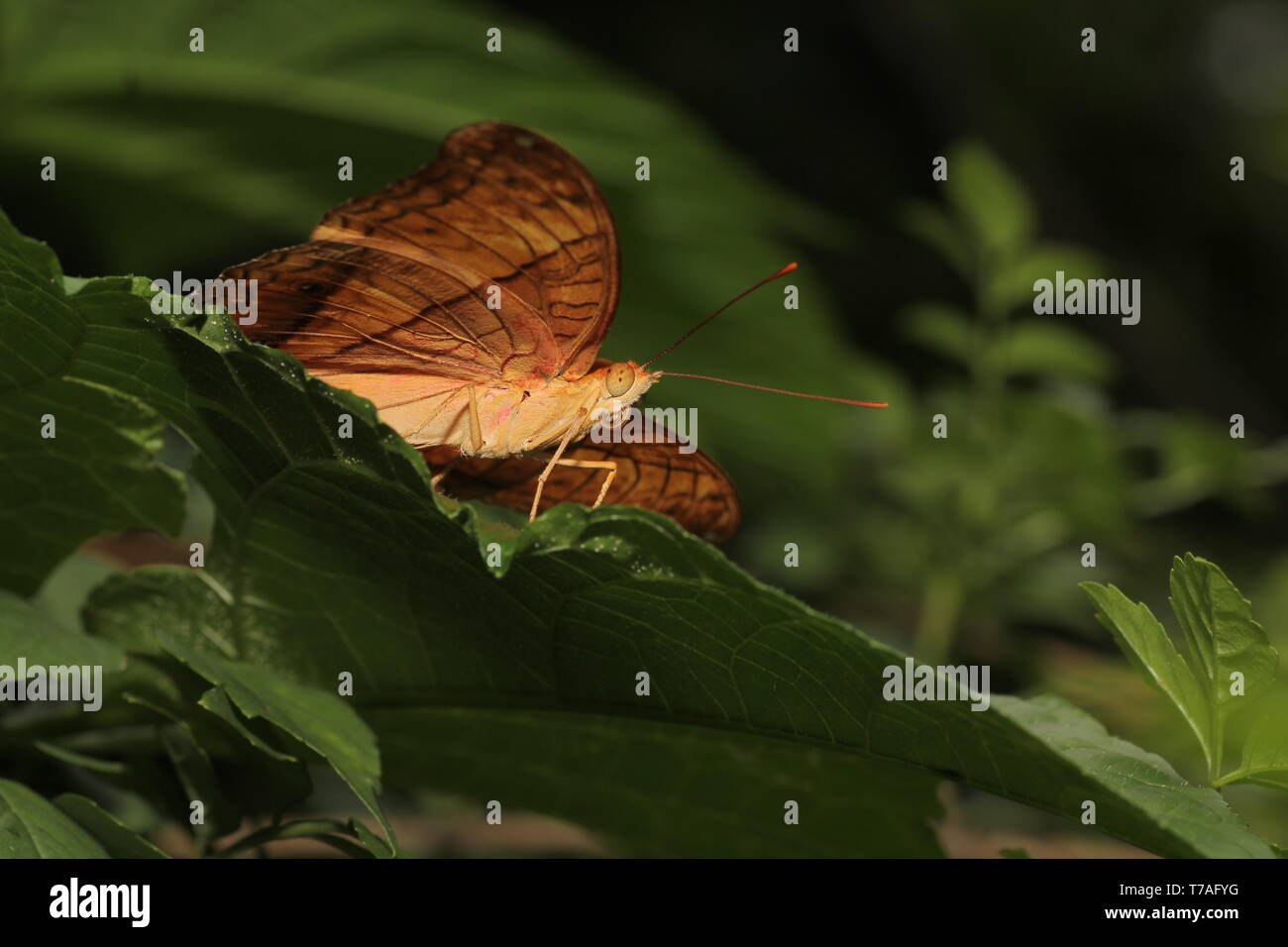 Butterfly flying off hi-res stock photography and images - Alamy