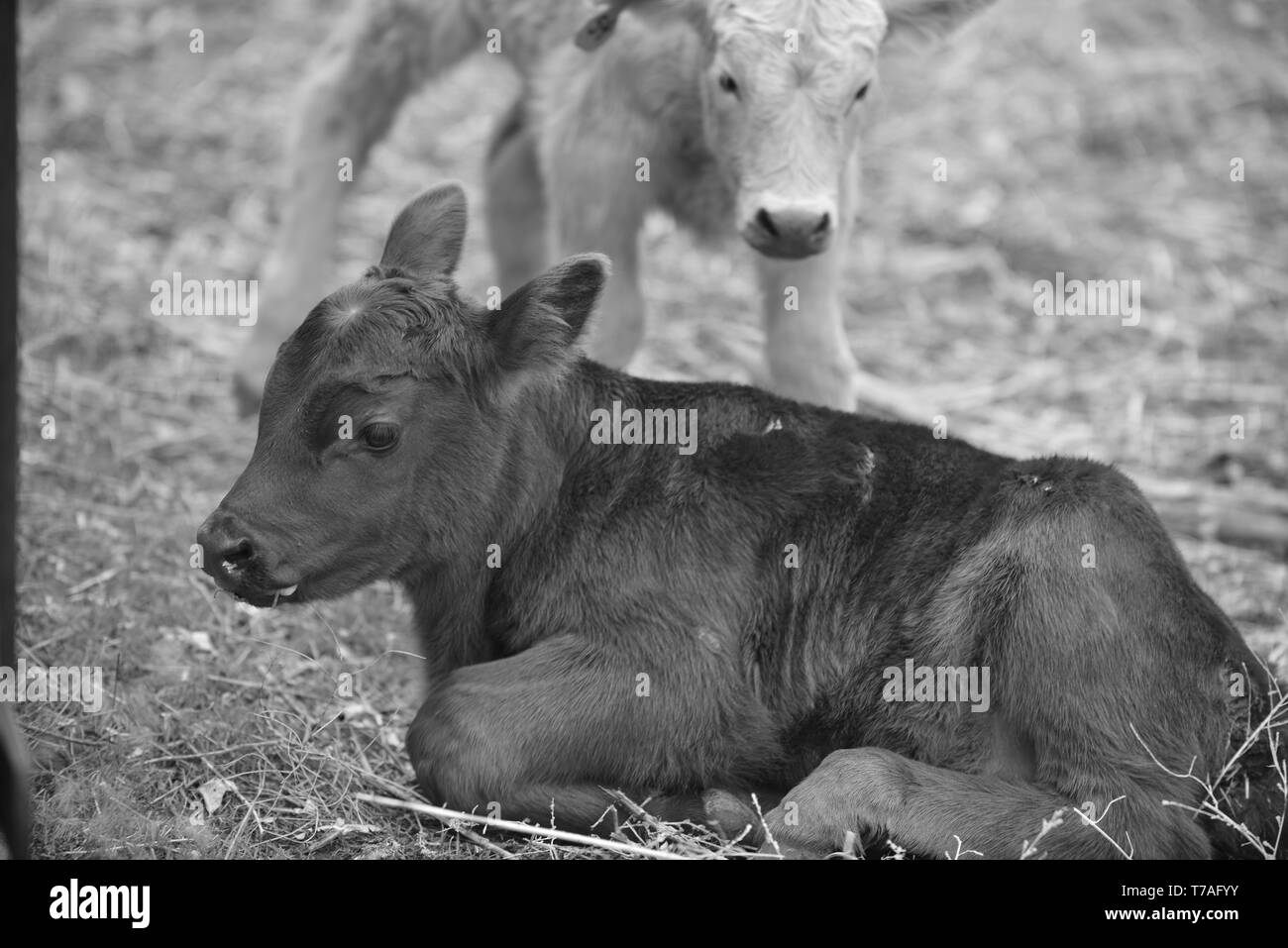 Cute baby calves Black and White Stock Photos & Images - Alamy