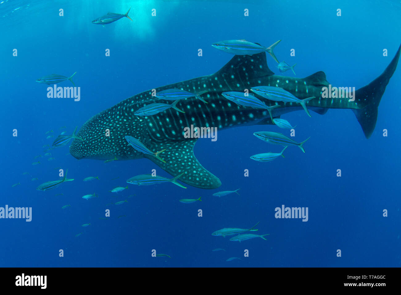 Whale shark ( Rhincodon typus ) with rainbow runner fish, Honda Bay ...