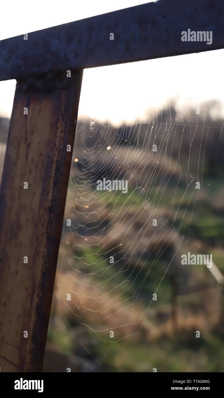 Spider Web During Sunset Stock Photo - Alamy