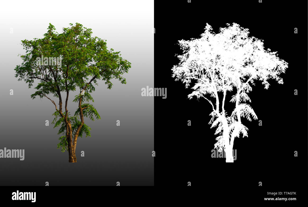 single tree with clipping path and alpha channel Stock Photo - Alamy