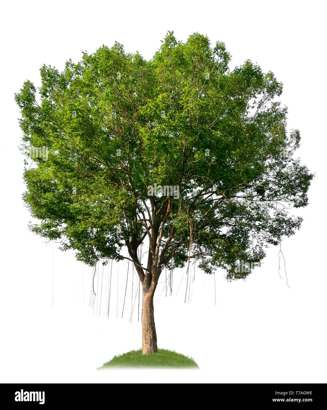 single tree with clipping path and alpha channel Stock Photo - Alamy